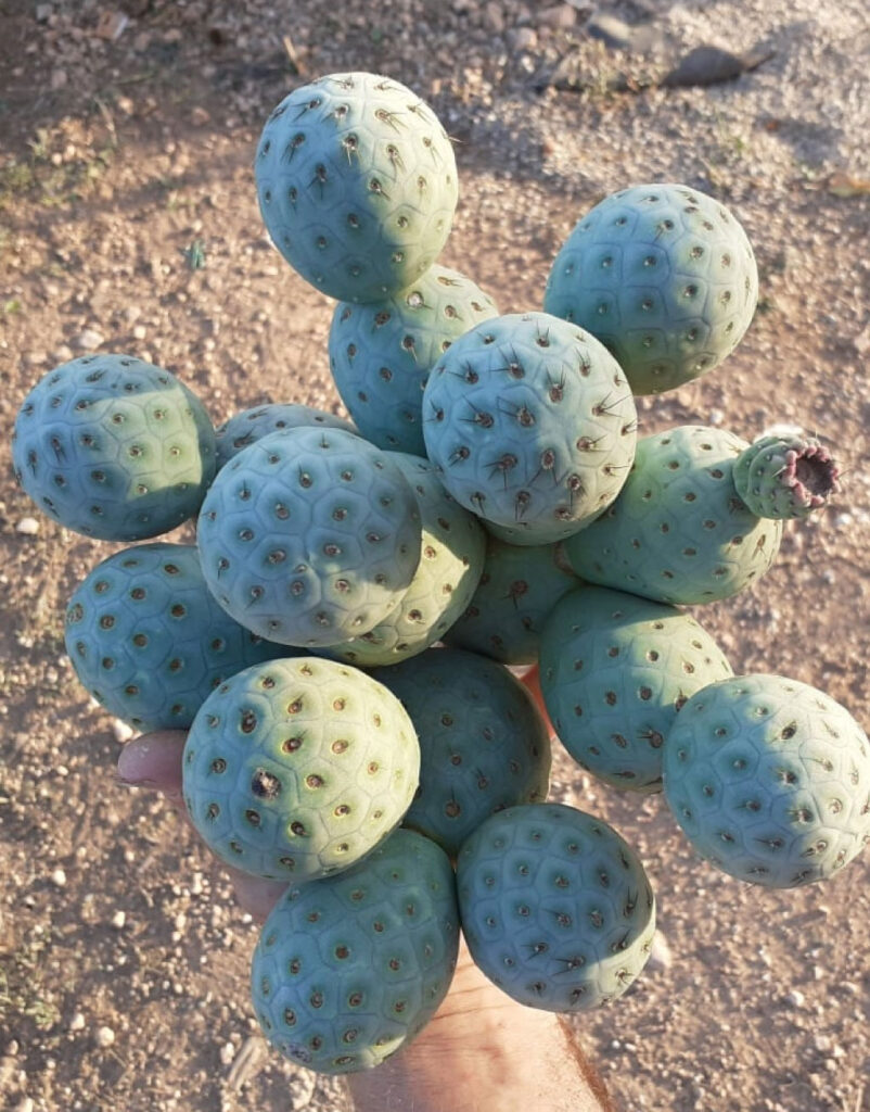 WonderfulCactus – Cactus seeds
